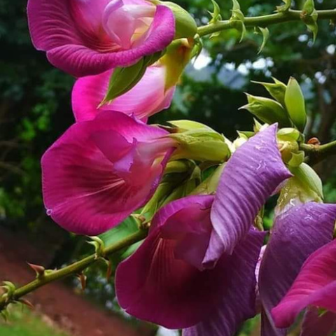 Sangu pushpam tree – Rose Nursery