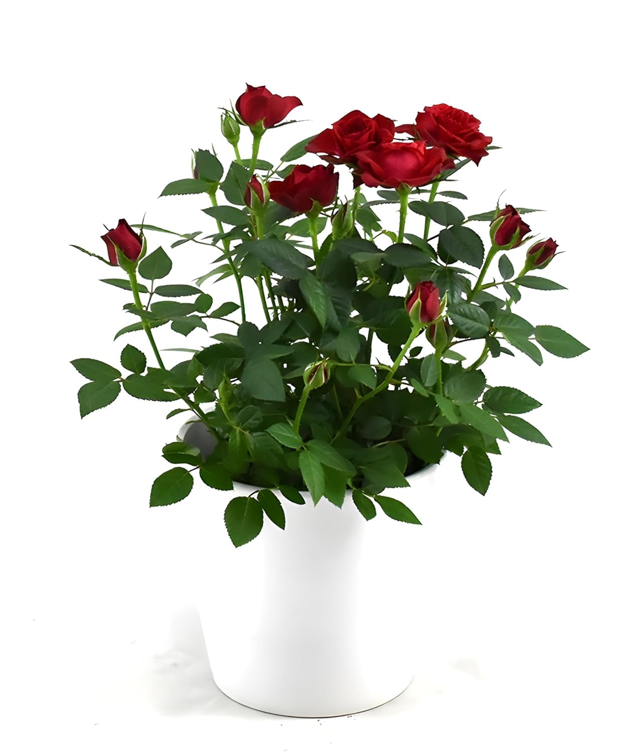 Roses Plants