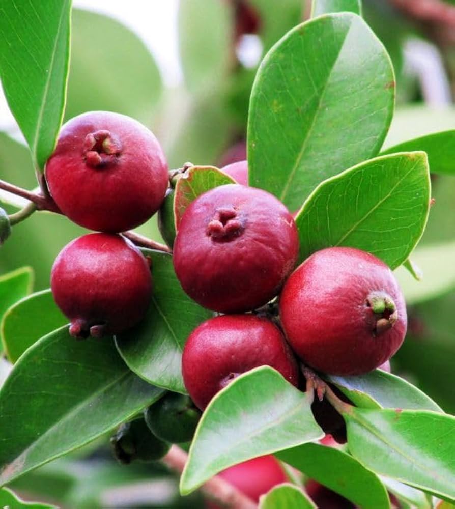 Strawberry guava red verity plant