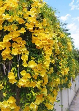 Cat clow plant